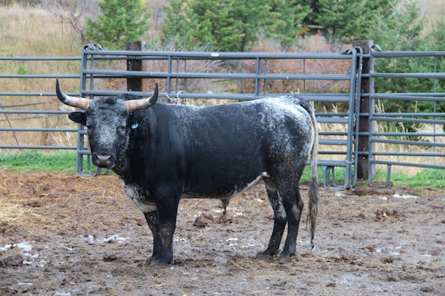 4 - Corriente Bulls for sale - Montana