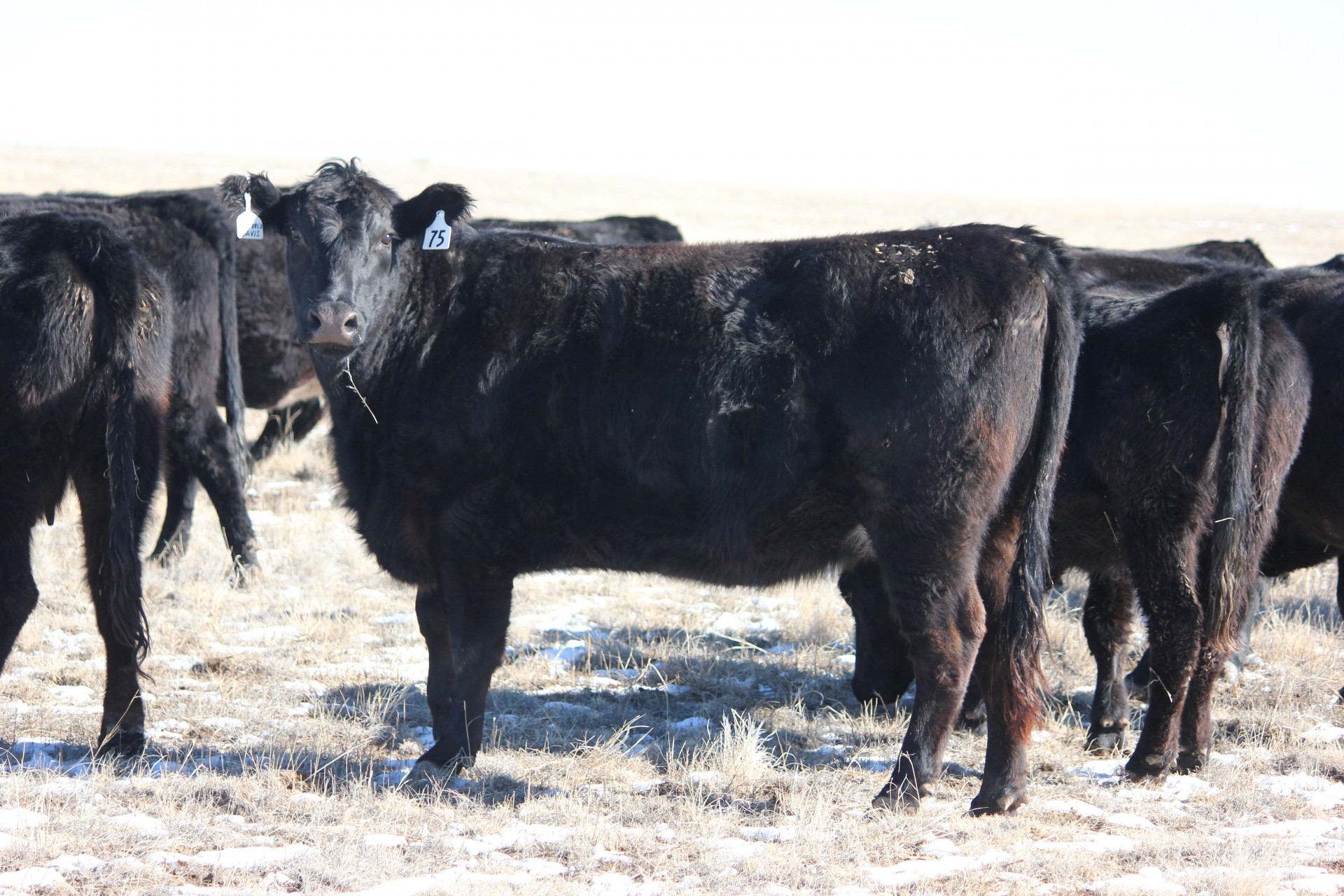 74 - Heavy Bred 3-5 yr old Black Angus Cows - Colorado