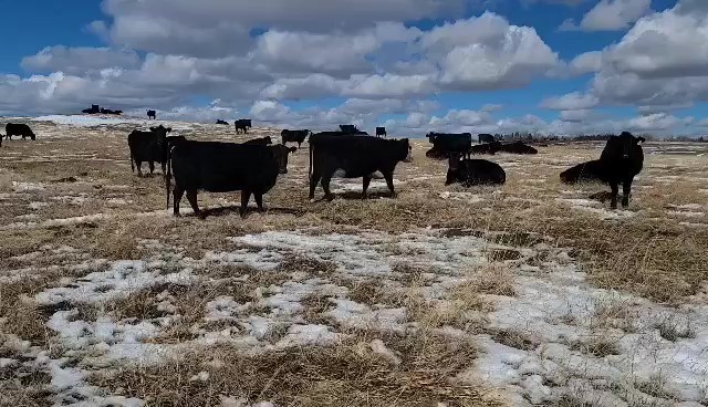 180 - Blk Bred Cows - Nebraska