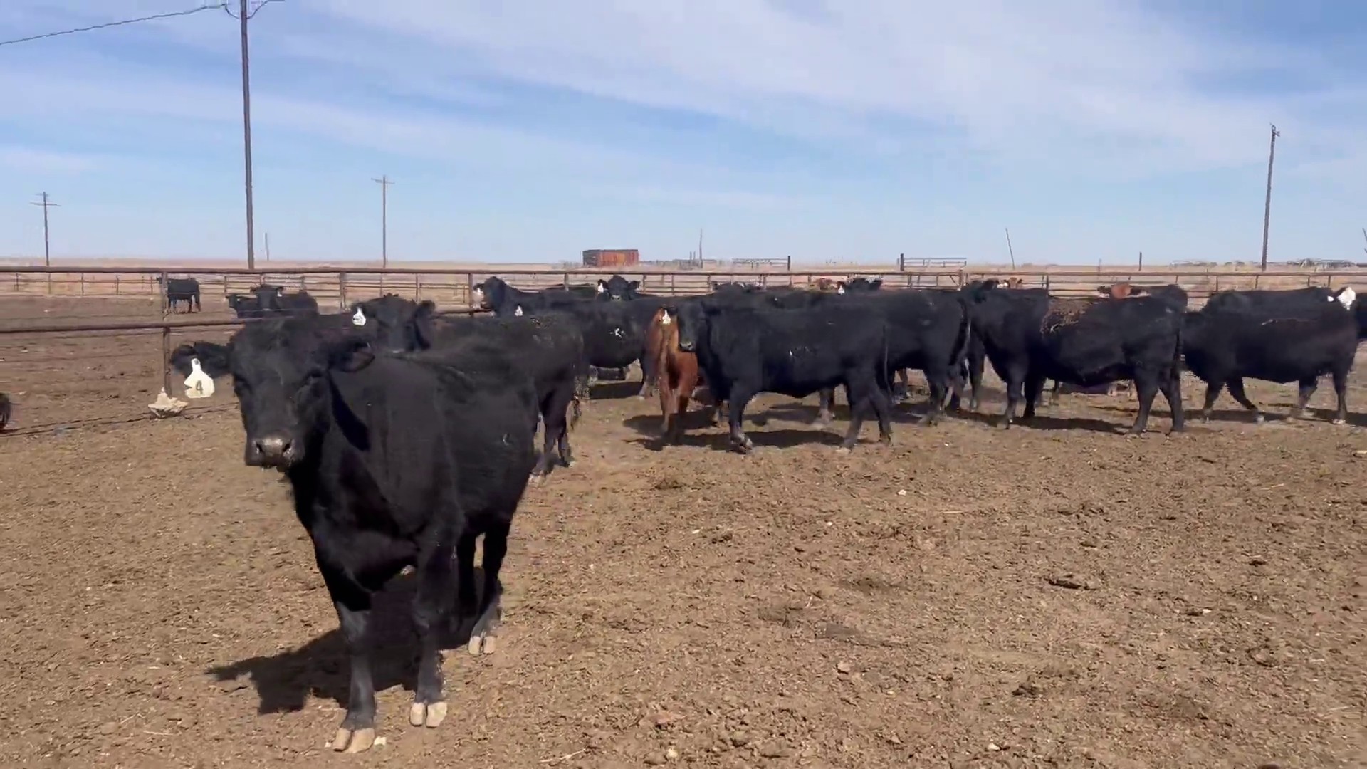 80 - 3-5 yr old Mixed Breed Bred Cows - Texas