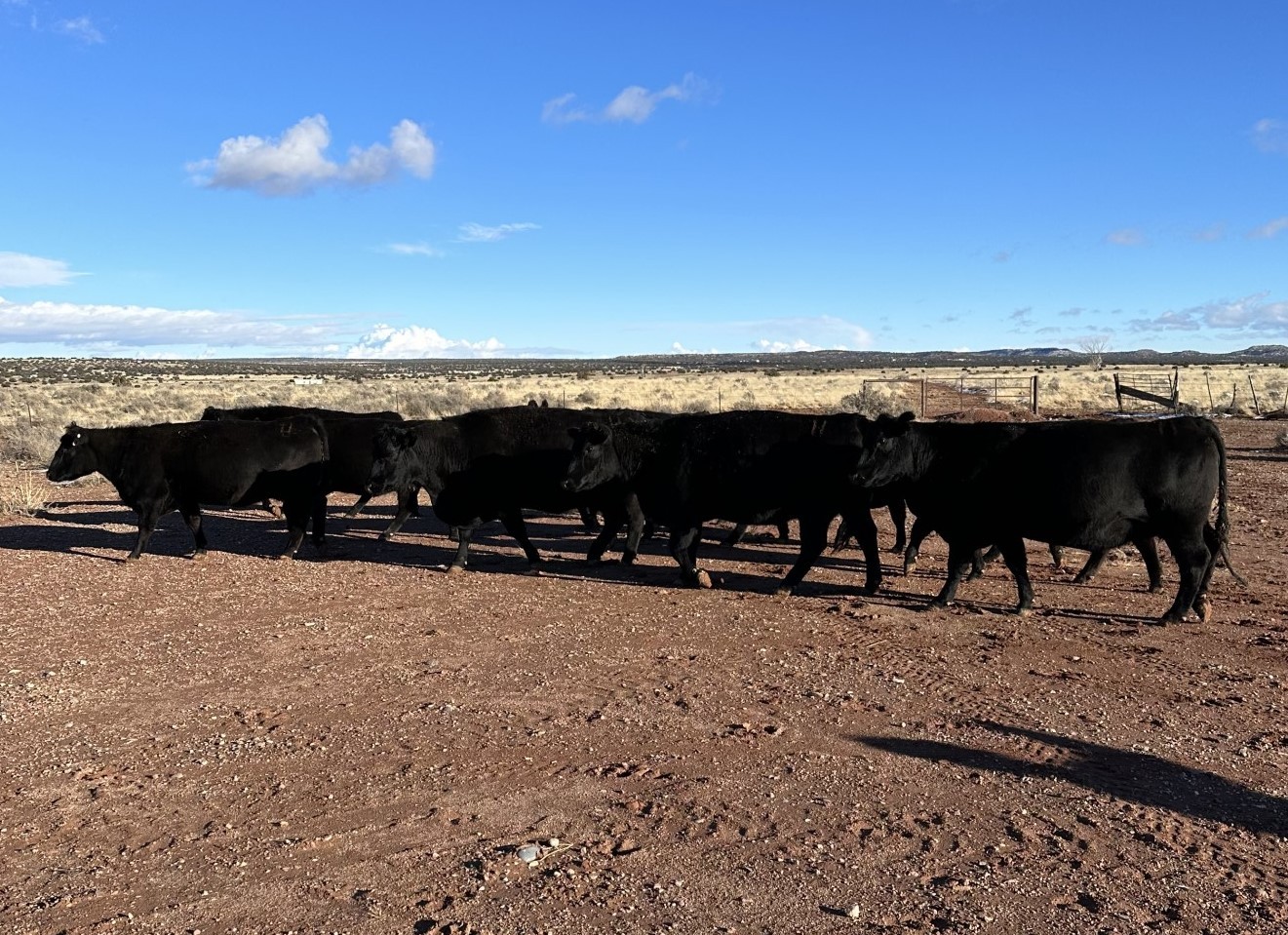 8 - Bred Cows - Arizona