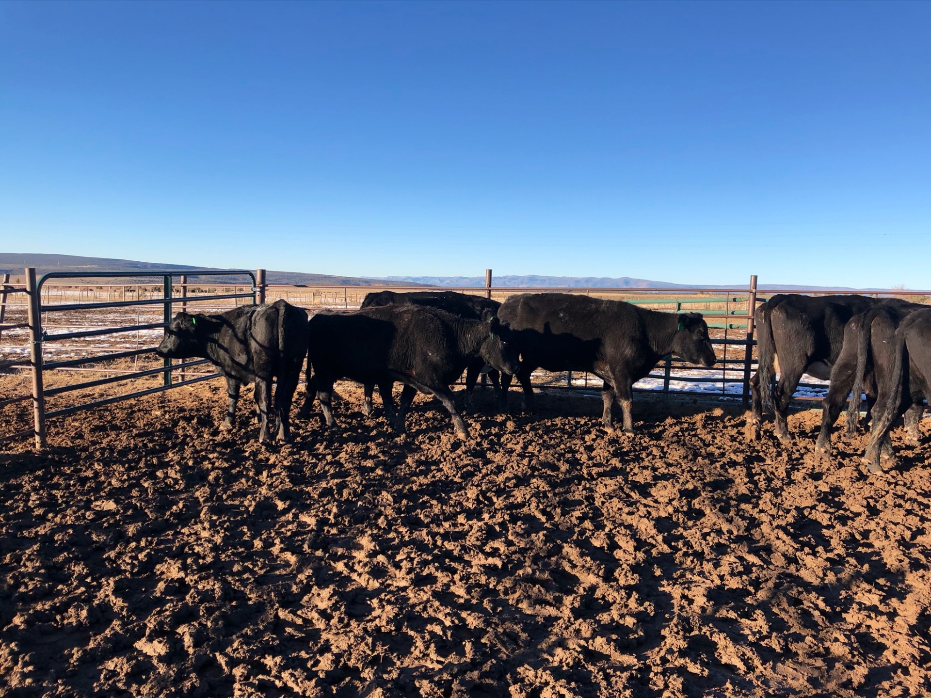 39 - Bred, Black Angus Cow - Colorado