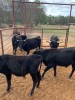 Corriente Roping Cattle for Sale | Cattle Classifieds on Ranch World Ads