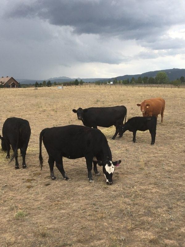 15 - Bred Black Angus Cow - Colorado