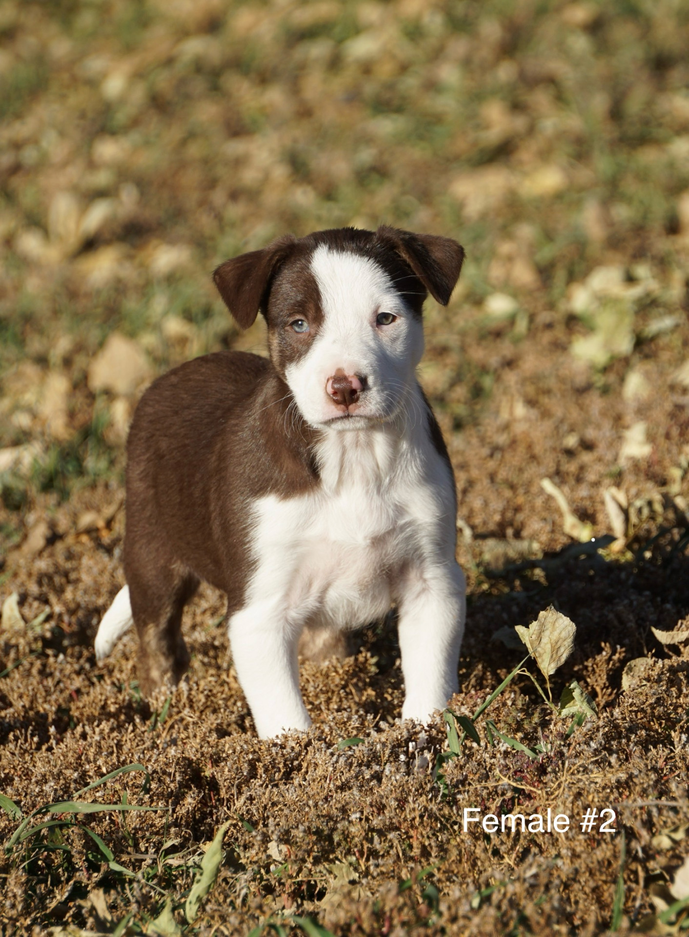 ABCA Registered Border Collie Puppies