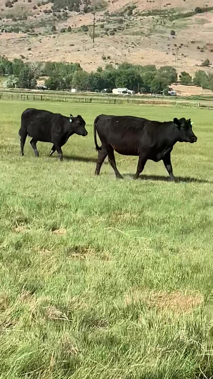 30 - Mix Age Black Angus Cows Bred to Simm/Angus Power Genetics Bulls ...