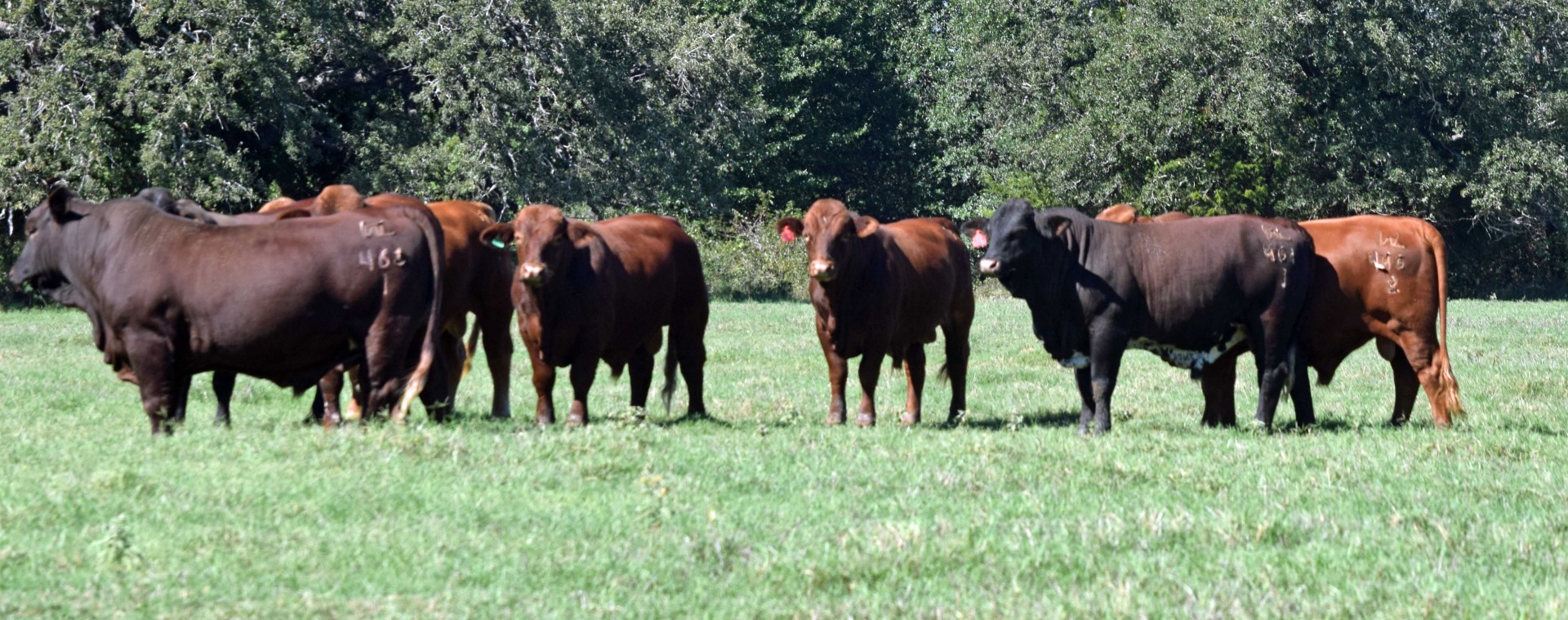 13 - Registered Beefmaster Bulls - Texas