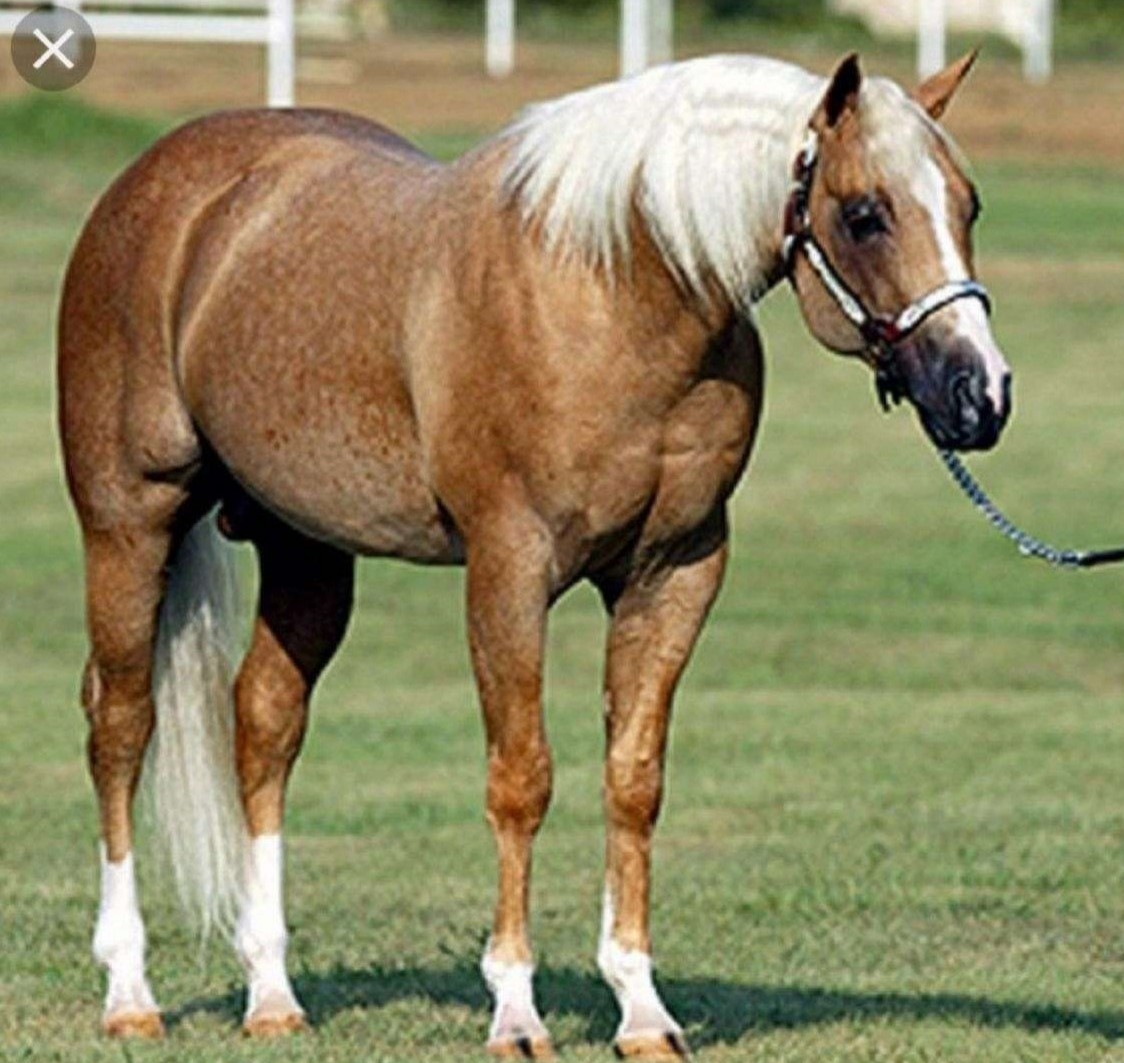 Yellow Roan Of Texas Breeding