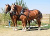 Horse Auctions and Horse Sales | Horse Auctions near you on Ranch World Ads