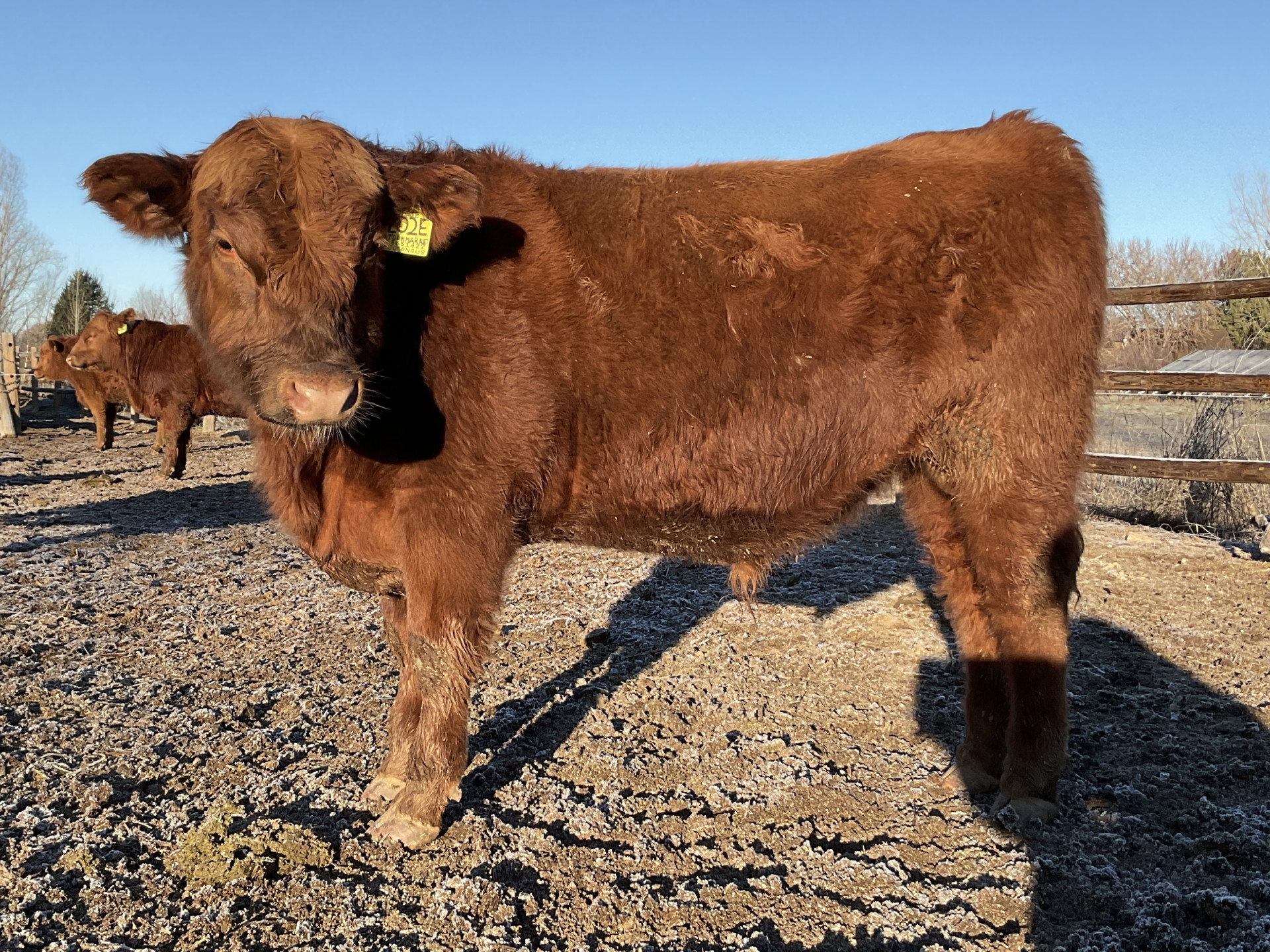 9 - One Year Old Registered Red Angus Bulls A.I Sired - Idaho