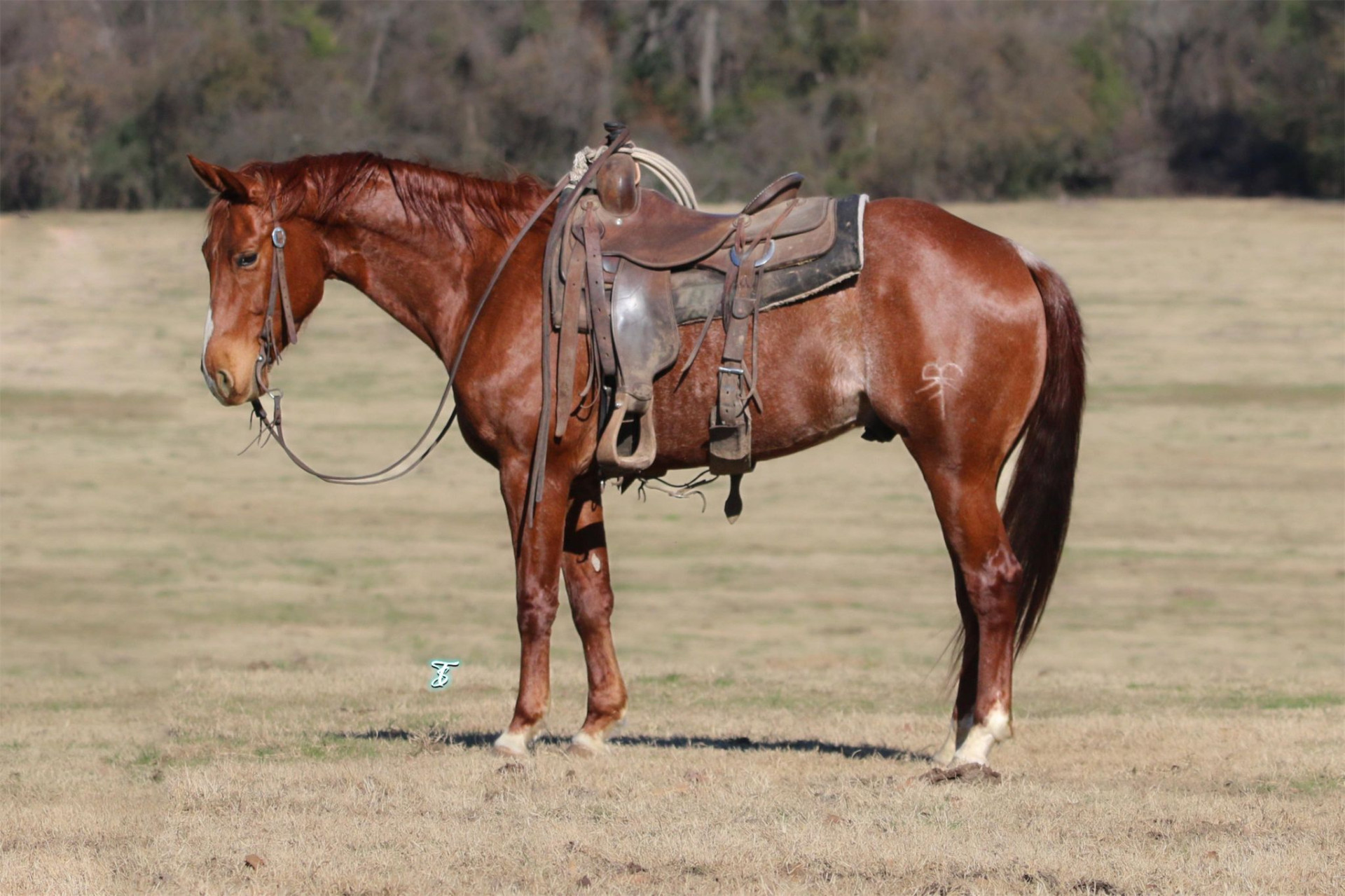 Cowboy’s Choice Horse Sale; Catering to the western discipline in the ...