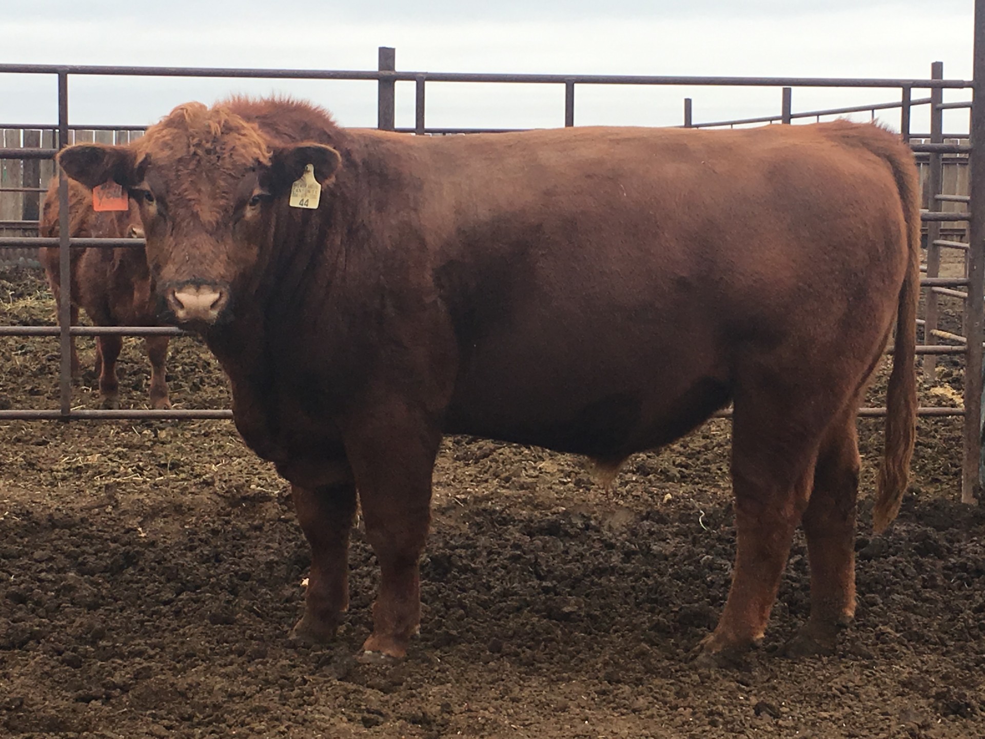 3 - 20 Month Old Registered Red Angus Bulls - Texas