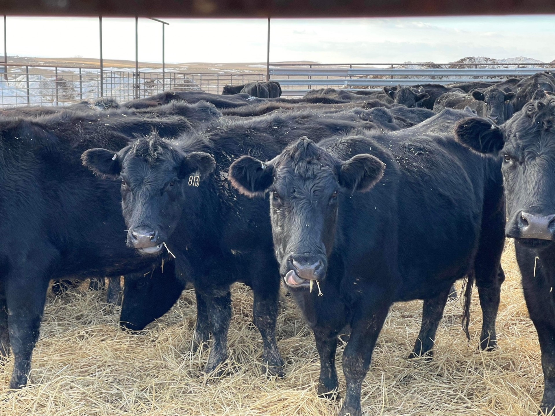 22 - Black Angus Mixed Age Bred Cows - Montana