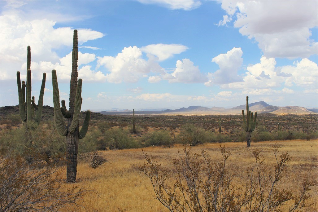 252+/- Head - Cattle Ranch , Gordon Family Ranch - Aguila, Arizona