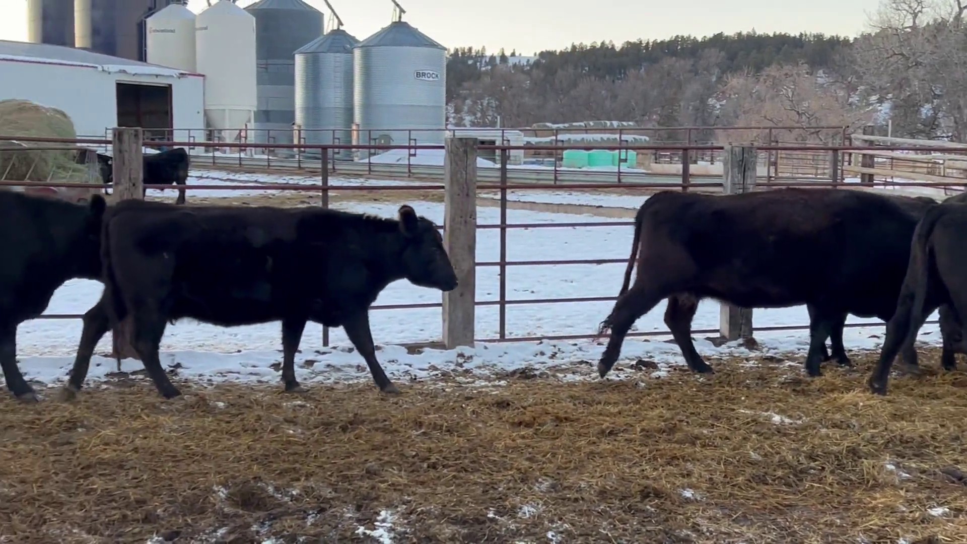 18 - 3-5-7 yr old Black Angus Bred Cows - Wyoming