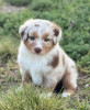 Ranch Dogs for Sale | Working Breed Dogs for sale at Ranch World Ads