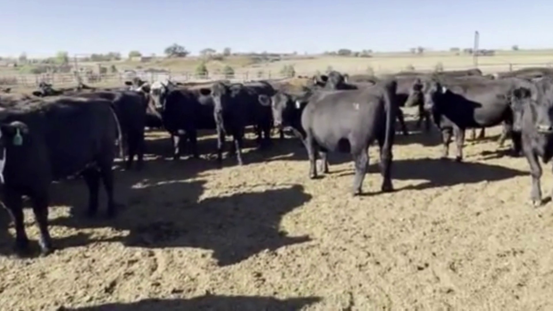 141 - 3-6 Year Old Black Angus/Black Baldy/Red Baldy Bred Cows - Colorado