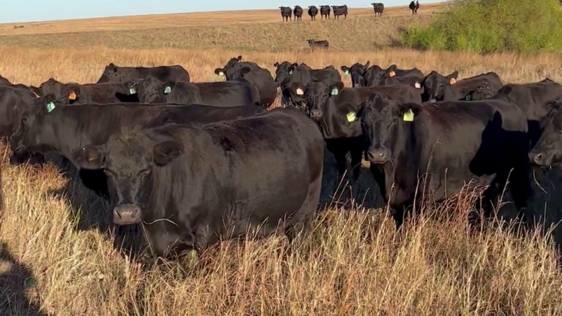 56 - 3-6 yr old Black Angus/Black Baldy Bred Cows - Kansas
