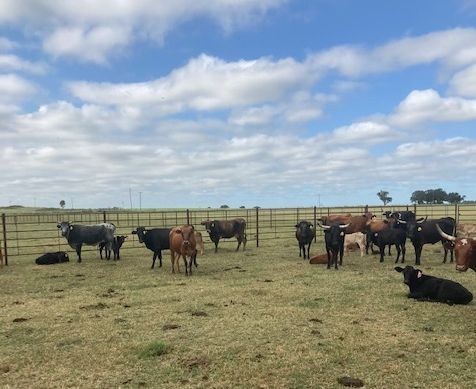 50 - CORRIENTE COWS WITH BEEF CALVES - ONE SEMI-LOAD - TEXAS