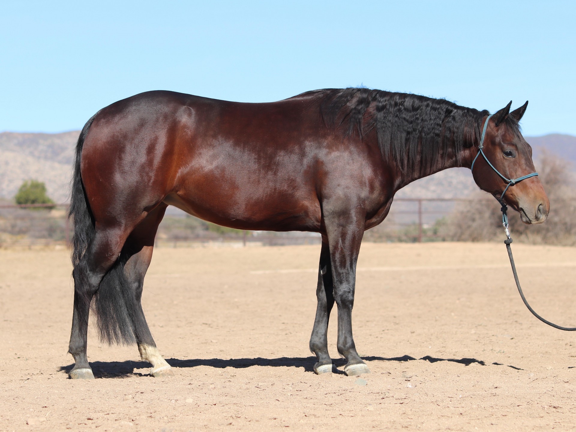 2020 Bay AQHA Mare