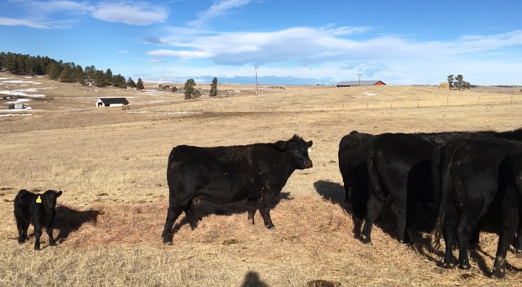 Black Angus Heifers, Bred Cows/Pairs - Colorado