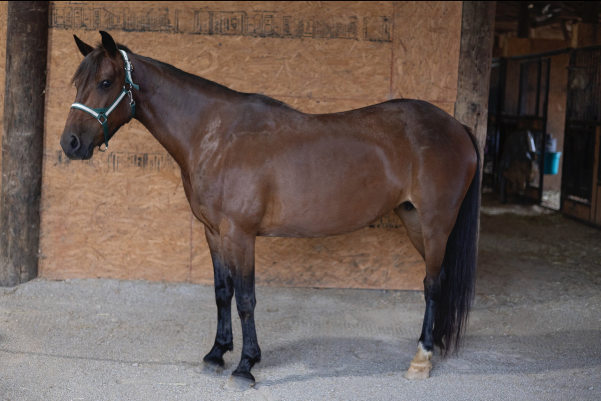 SWEETIE – 2019 Bay Grade Pony Mare!
