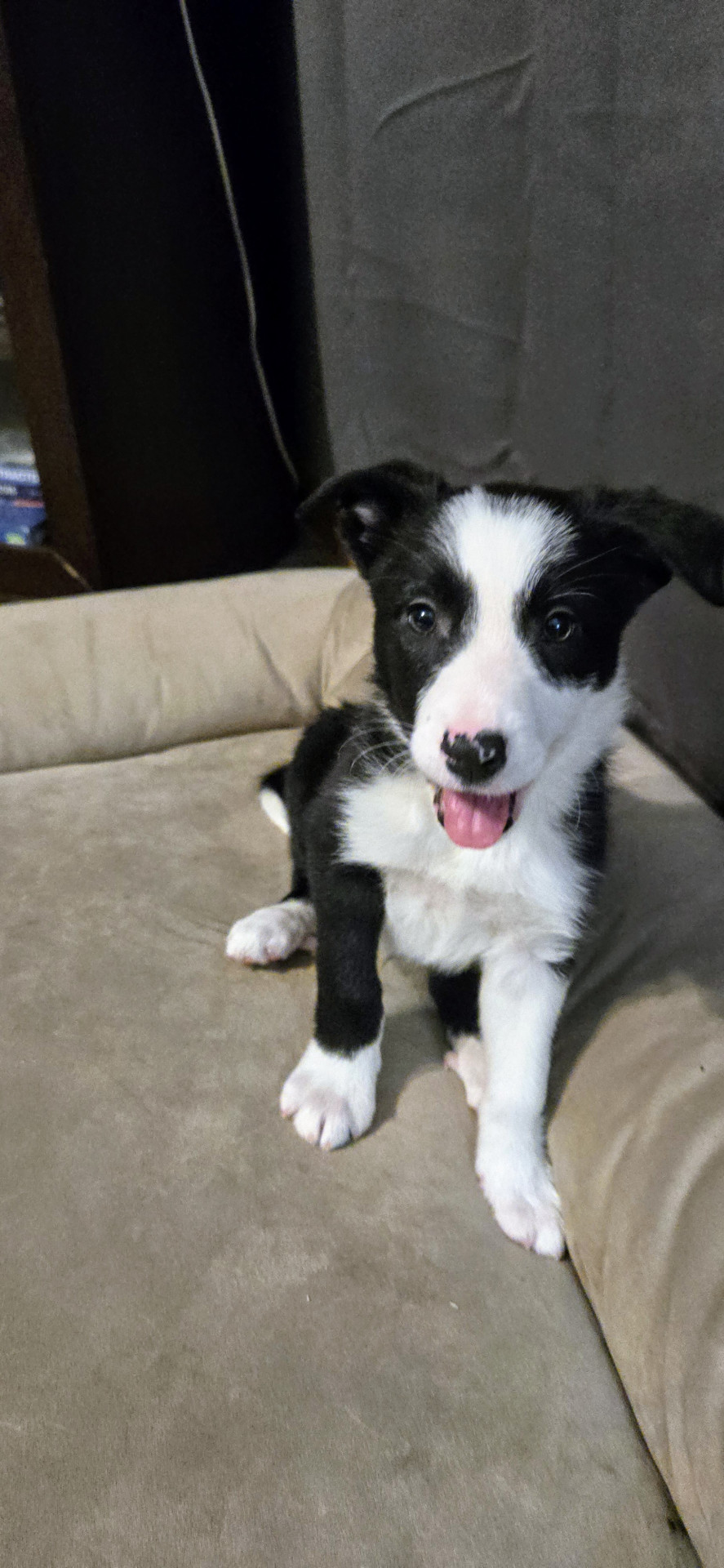 Pure Border Collie Pups
