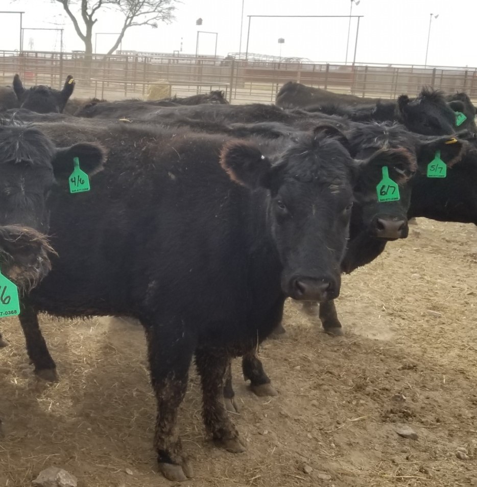 33 - Bred Cows - Texas
