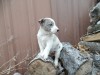 Hangin Tree Cow Dog Pups For Sale