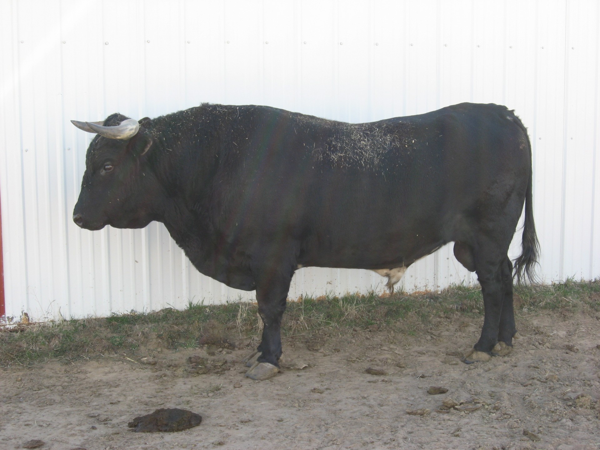 1 - Registered Black Corriente Bull - Colorado