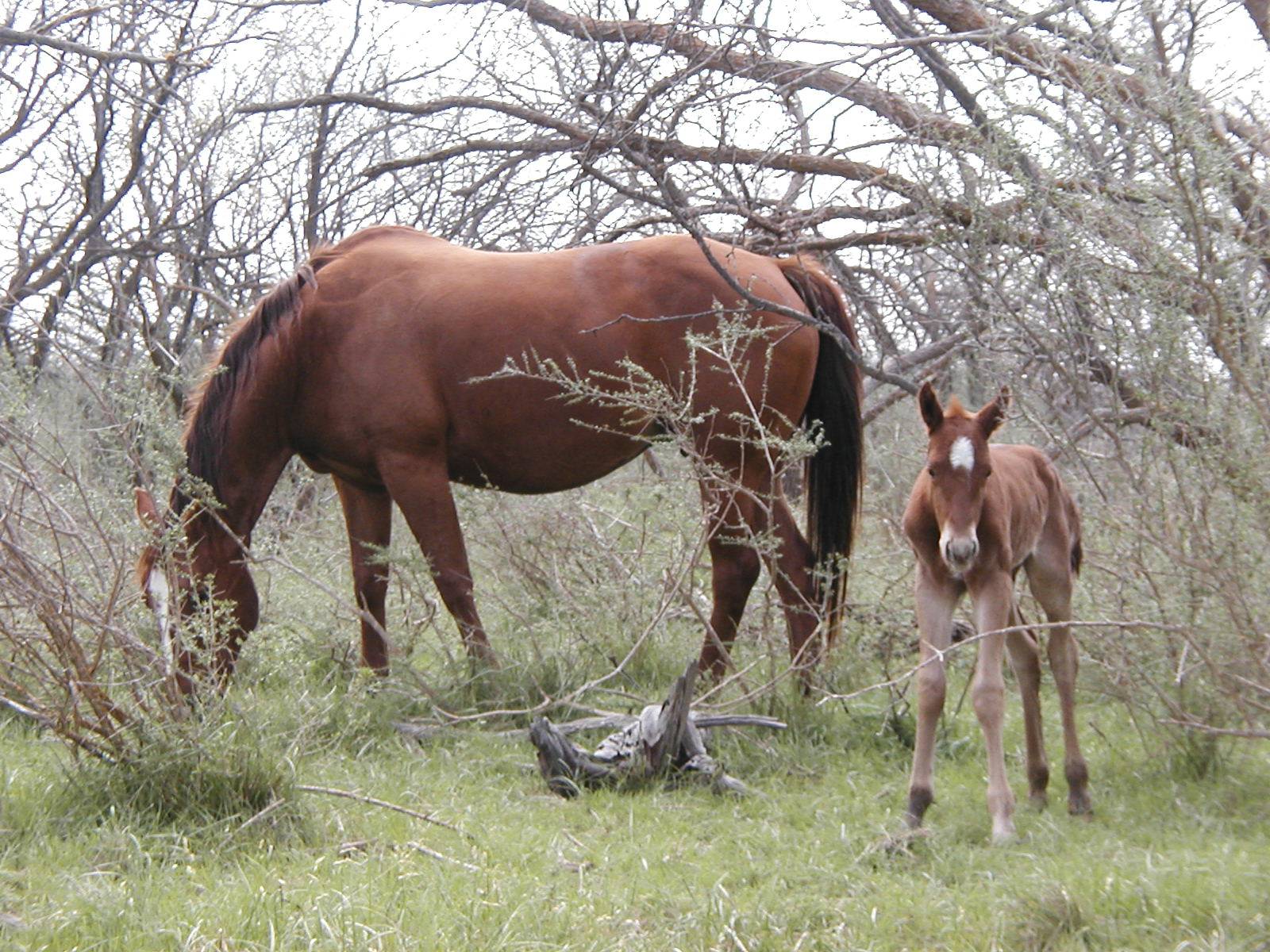 Wanted - Full Time Ranch Help - West Central Texas
