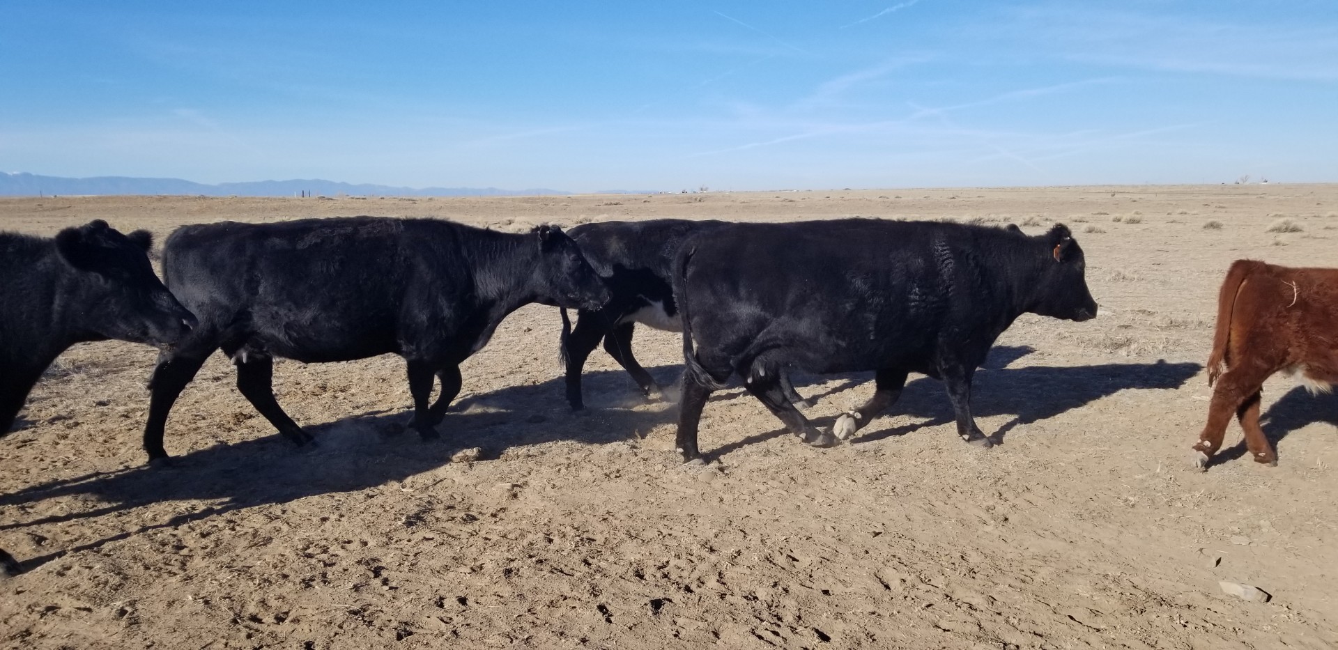 32 - Extra Fancy BLK Angus Cows - Colorado