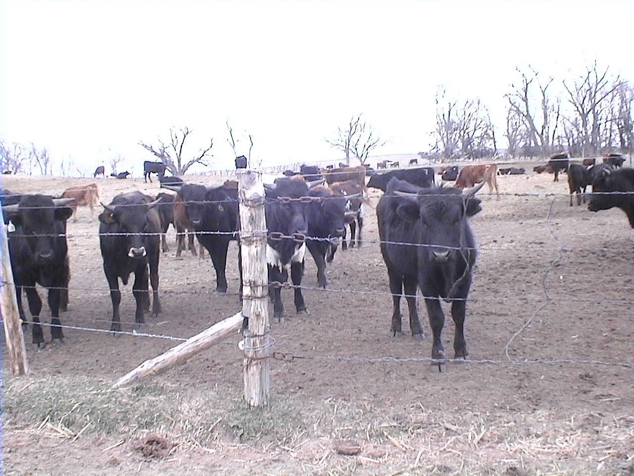 17 - Fresh Corriente Roping Cattle for Sale - Nebraska