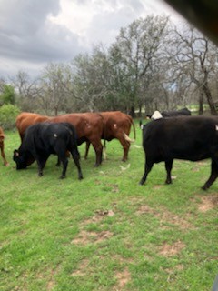 13 - Bred Cows - Texas
