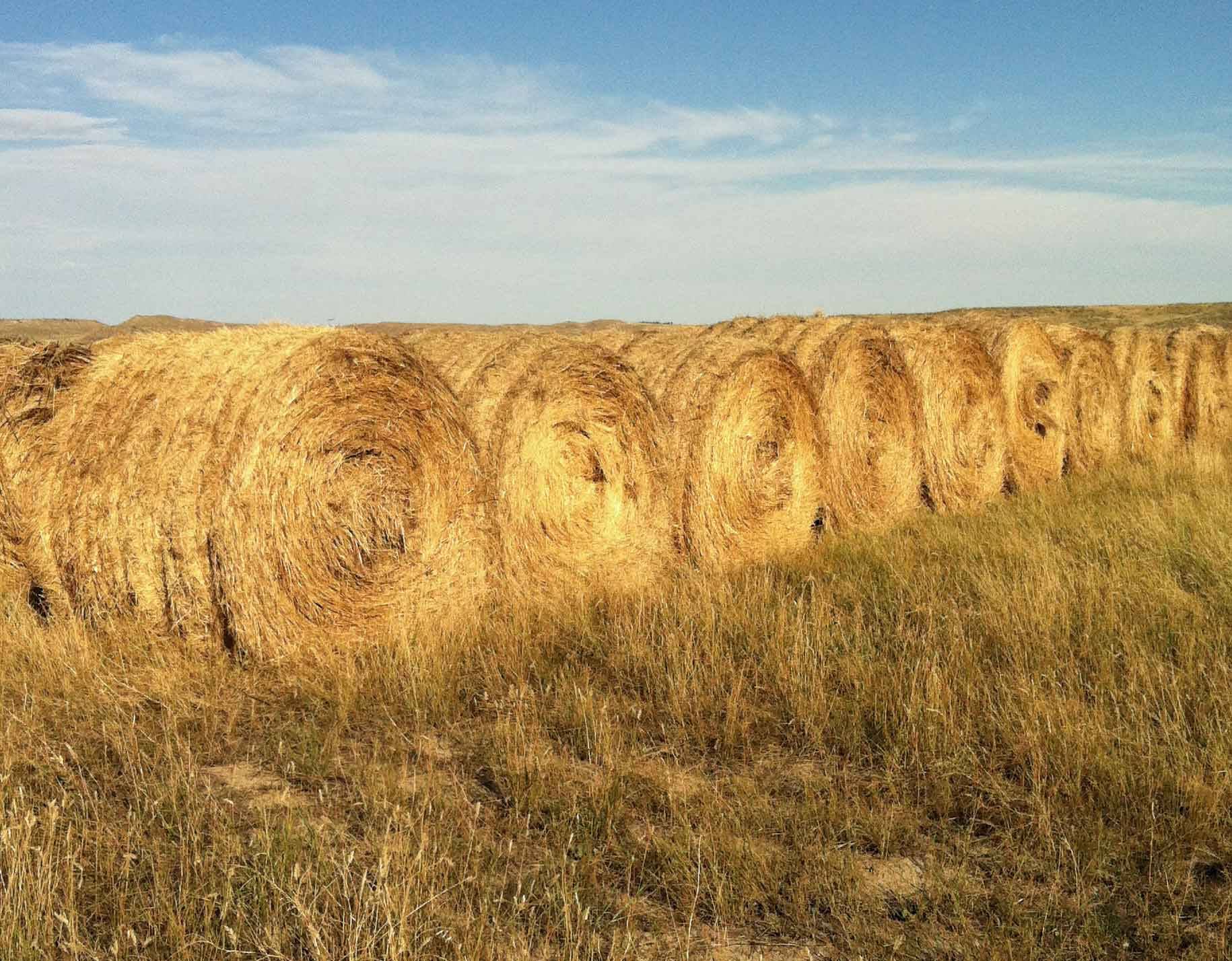 180 Ton Grass/alfalfa 2013 Hay in 1200lb. rounds