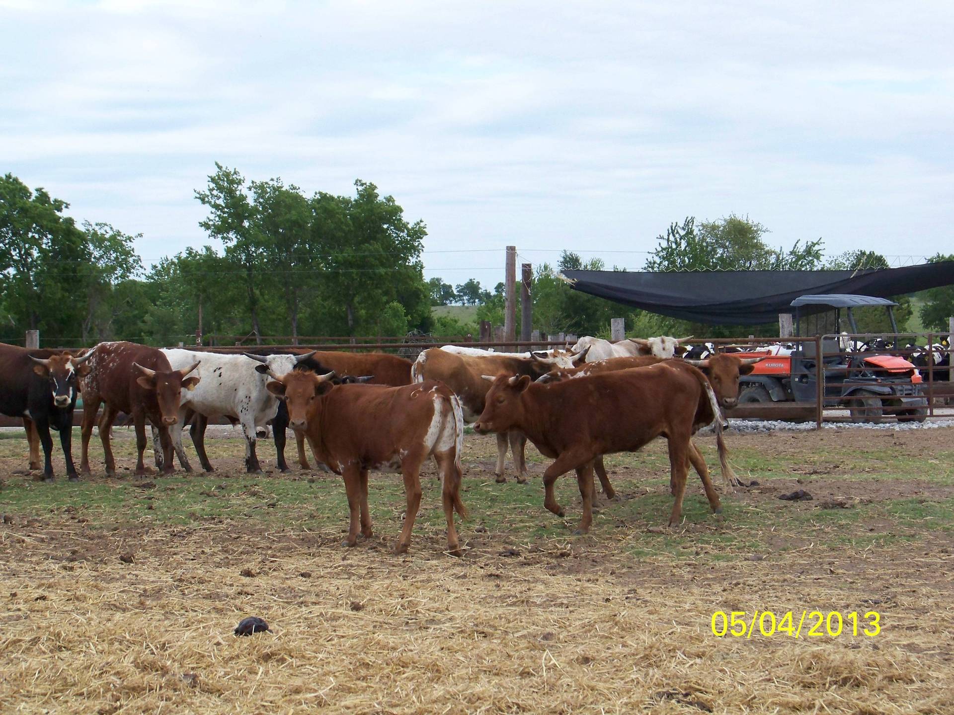 18 - Head of Roping Cattle - Texas