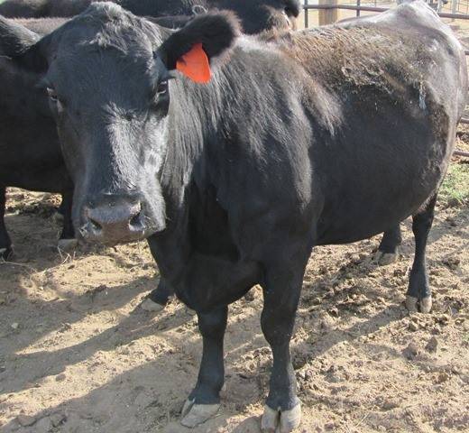 4 - Registered Angus Cows - Colorado