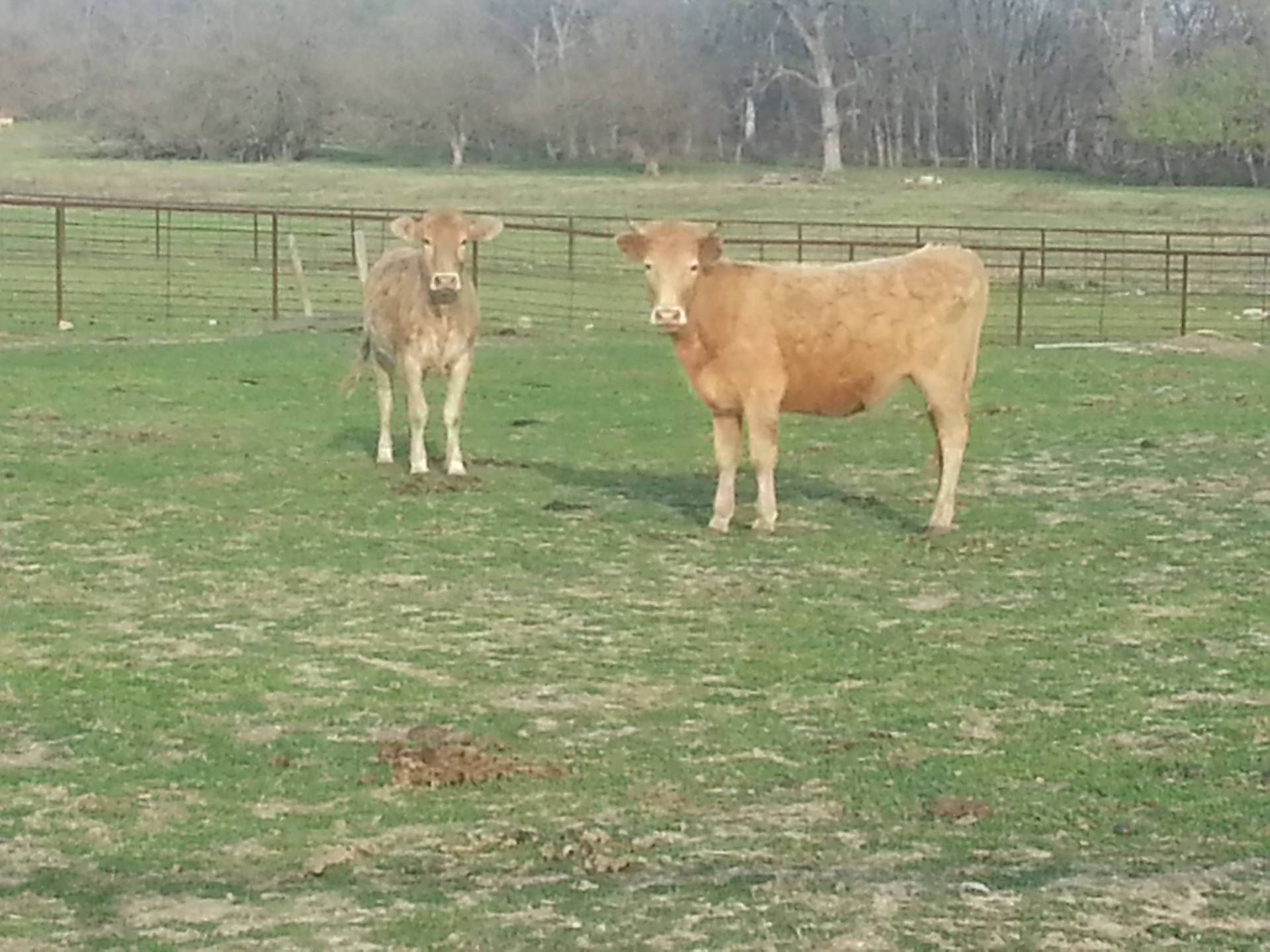 Corriente Cross Cattle