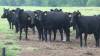 17 - Commercial Angus Bred Heifers