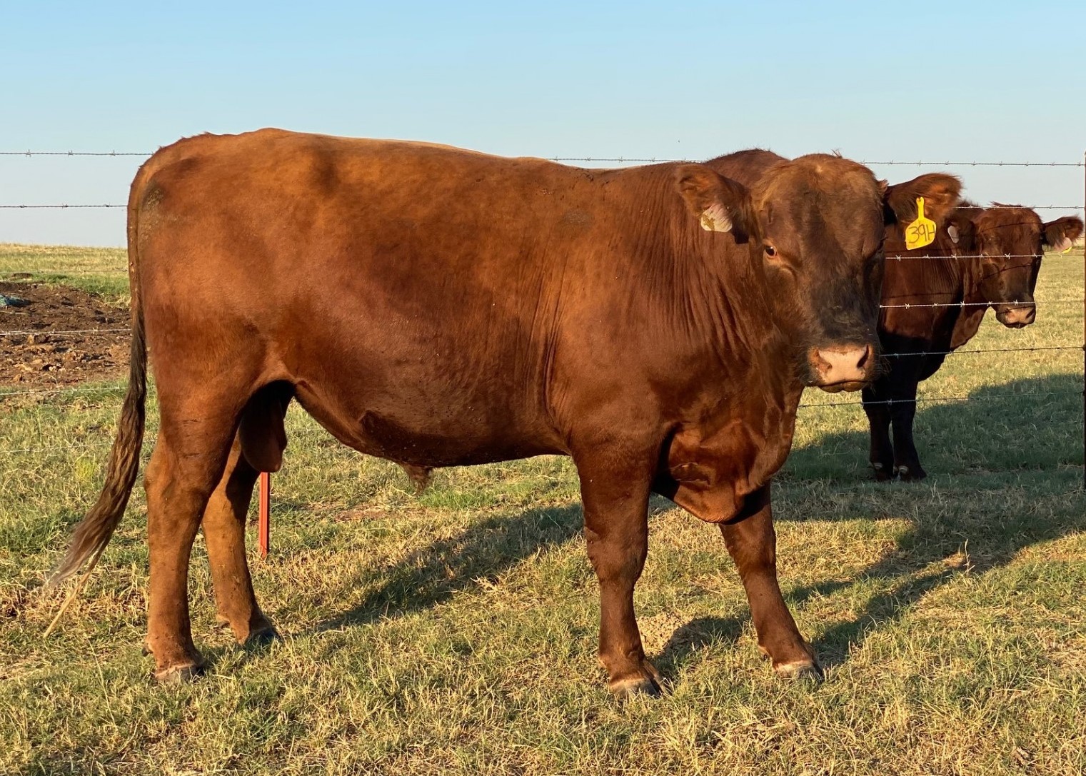 7 - 2 Year Old Registered Red Angus Bulls - Oklahoma