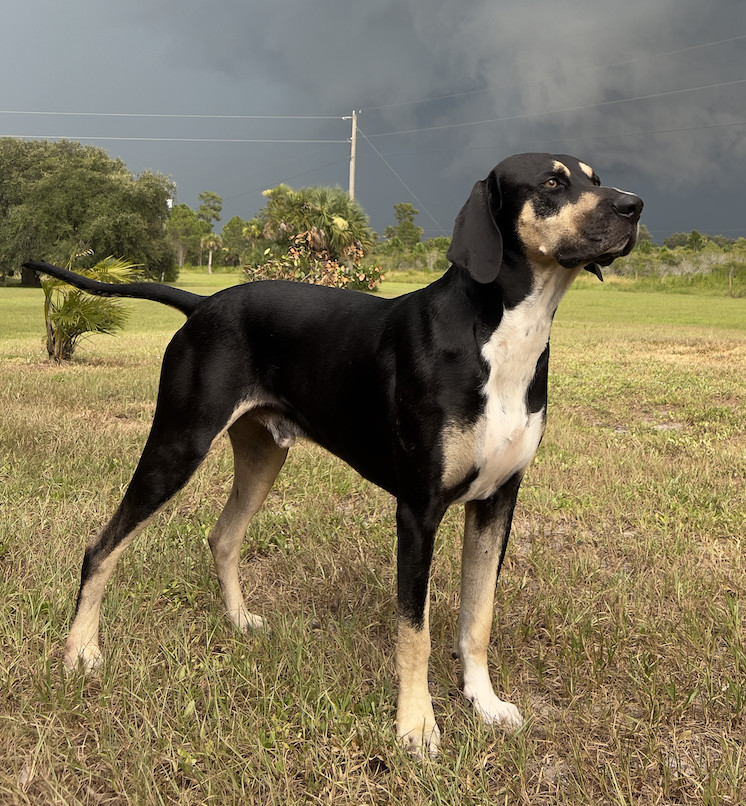 Florida Cracker Cur - Stud Dog