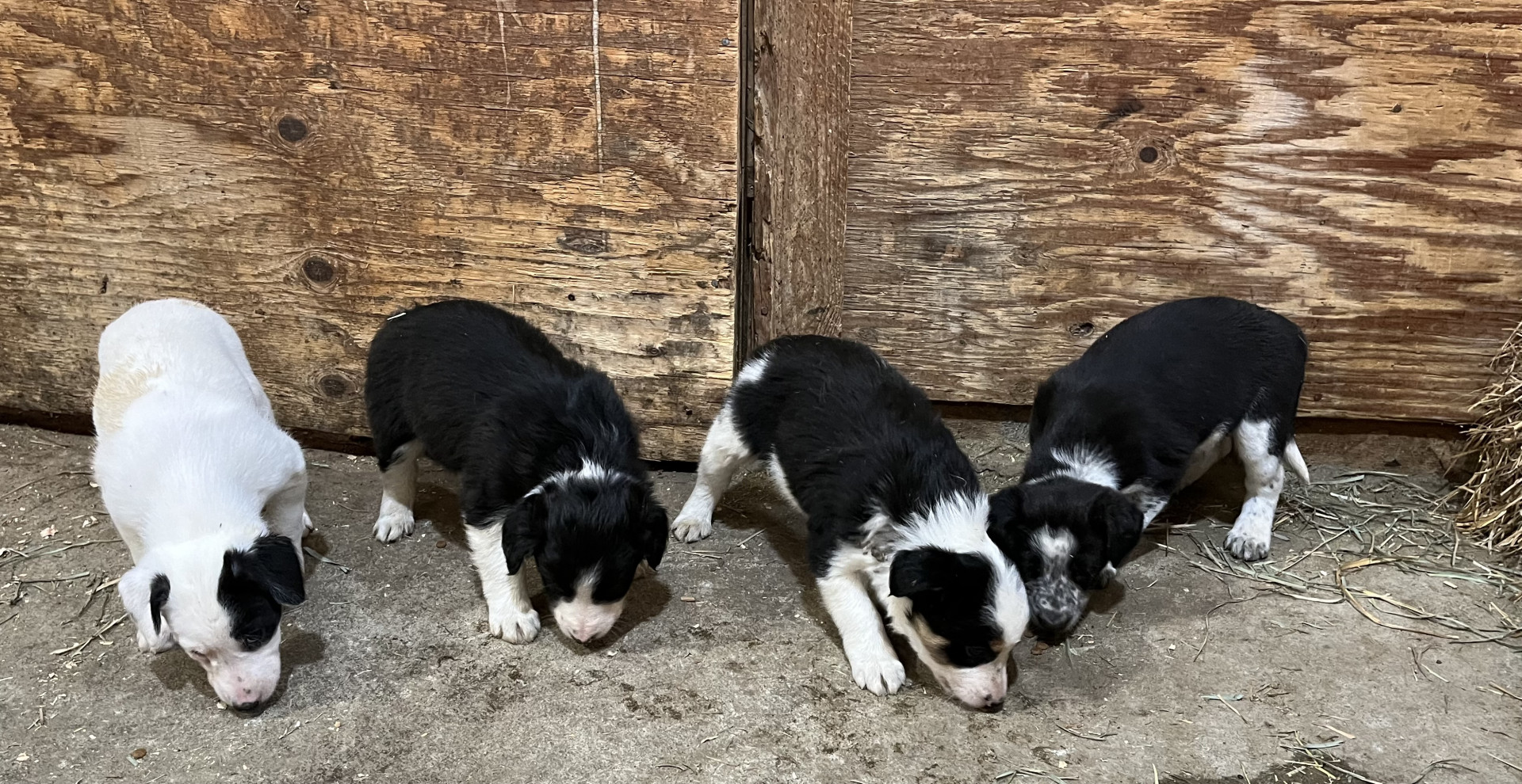 BORDER COLLIE PUPPIES