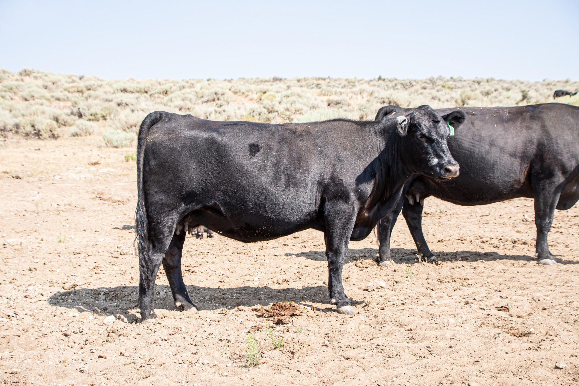 68 - Angus Cows - Colorado