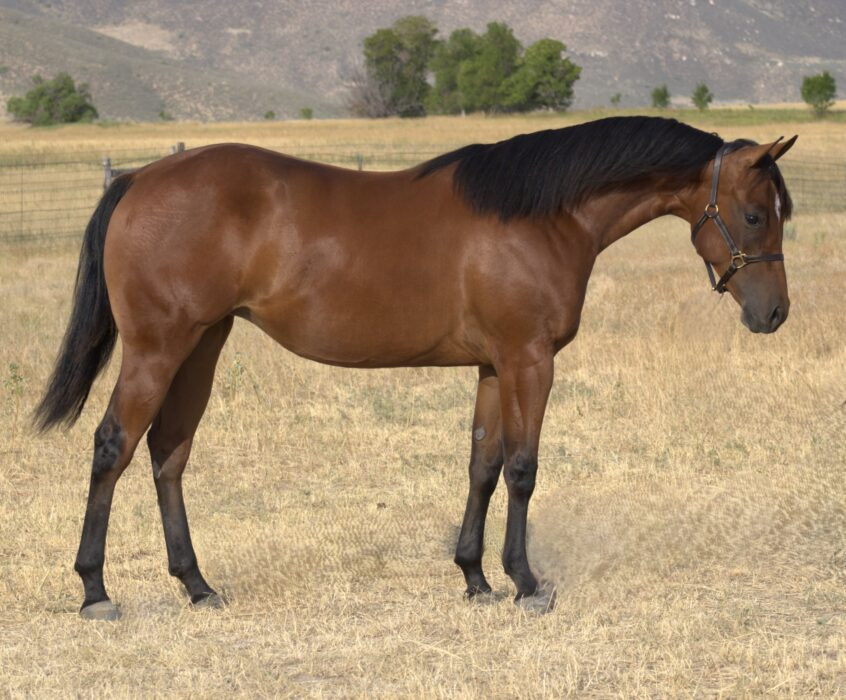CMB MY GUNS SHINE – 2024 AQHA/APHA Bay Mare x IfWhizsWereGuns x Spooks ...