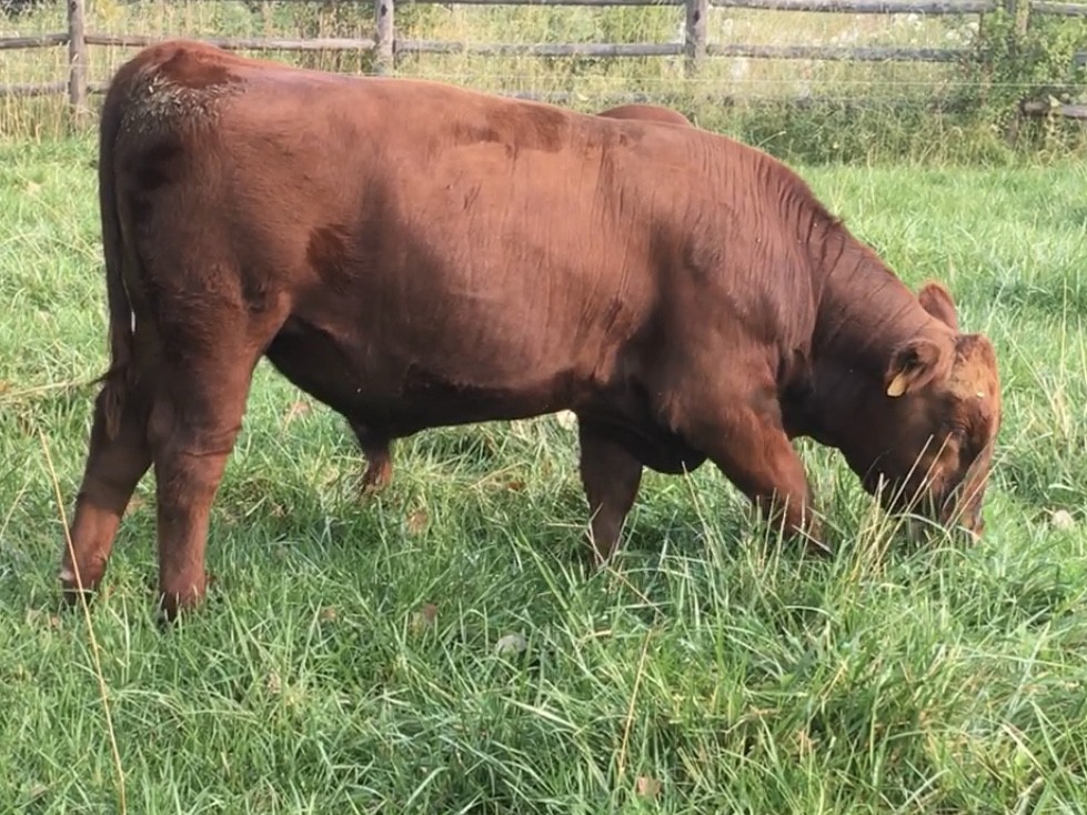 5- 1Yr Old Registered Red Angus A.I Bulls - Idaho