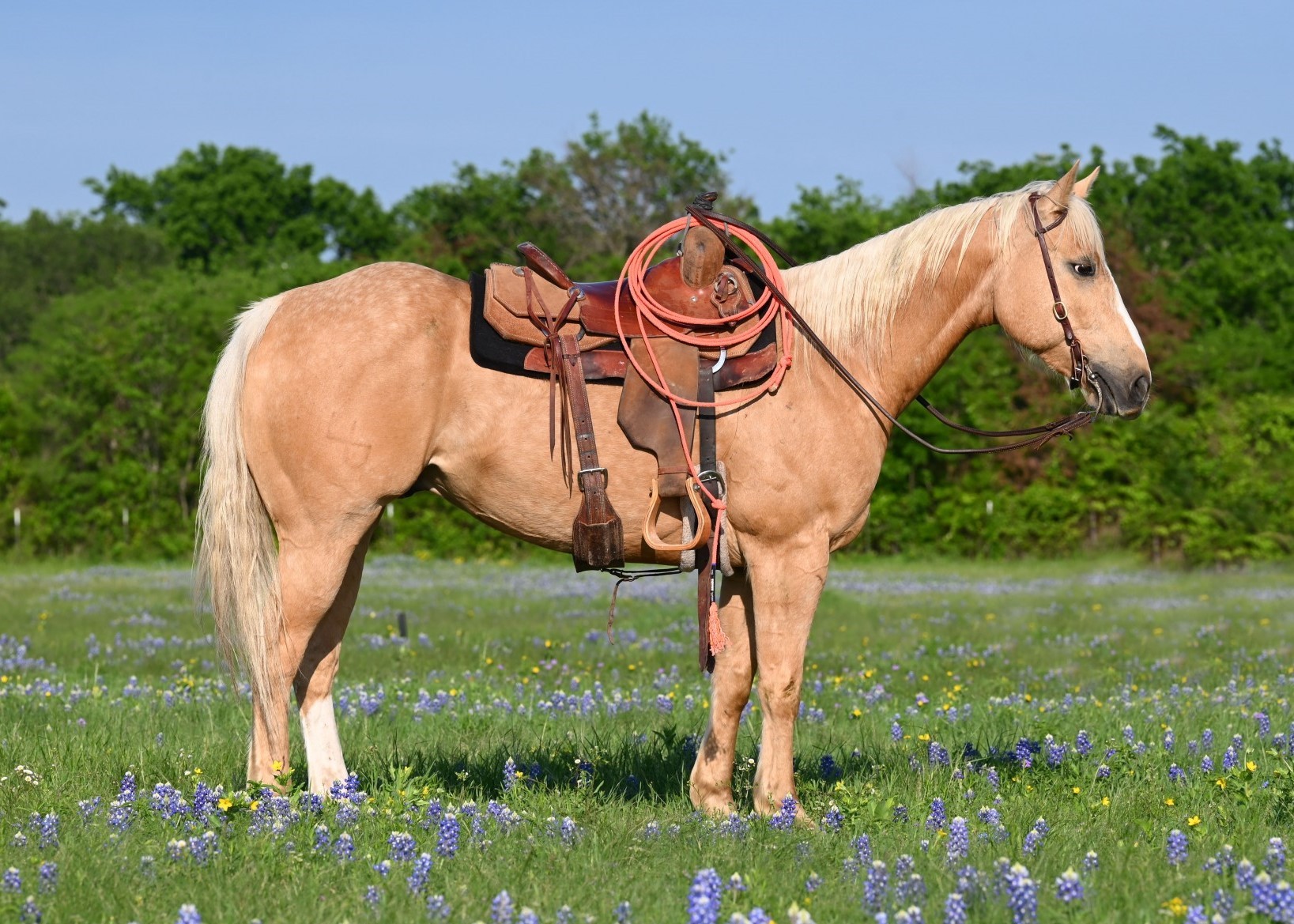 6 Year Old Palimino Ranch Gelding 6 Year Old Palimino Ranch Gelding