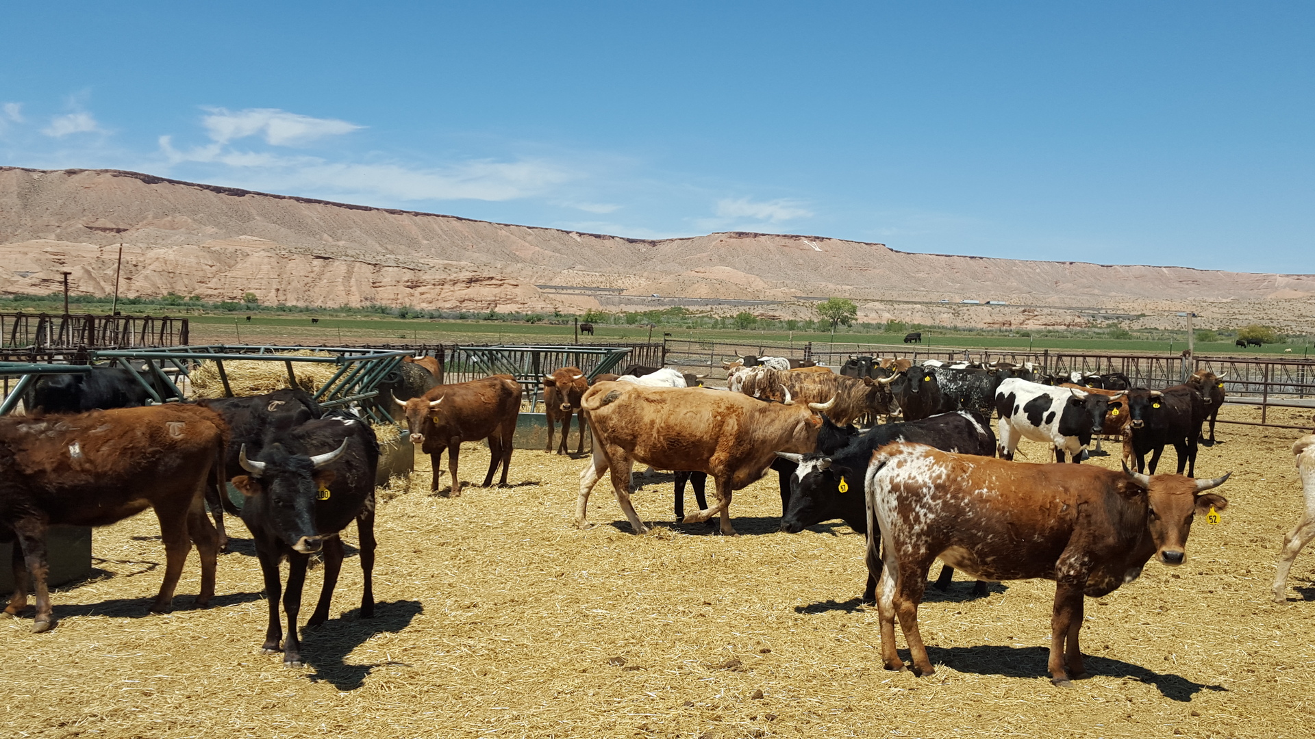 30 - Bred Heifers/Cows - Utah