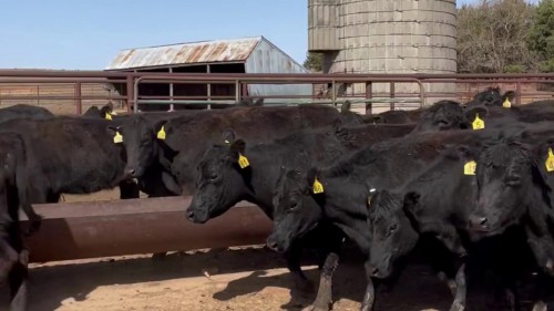66 - 3 yr old Black Angus Bred Cows - Kansas