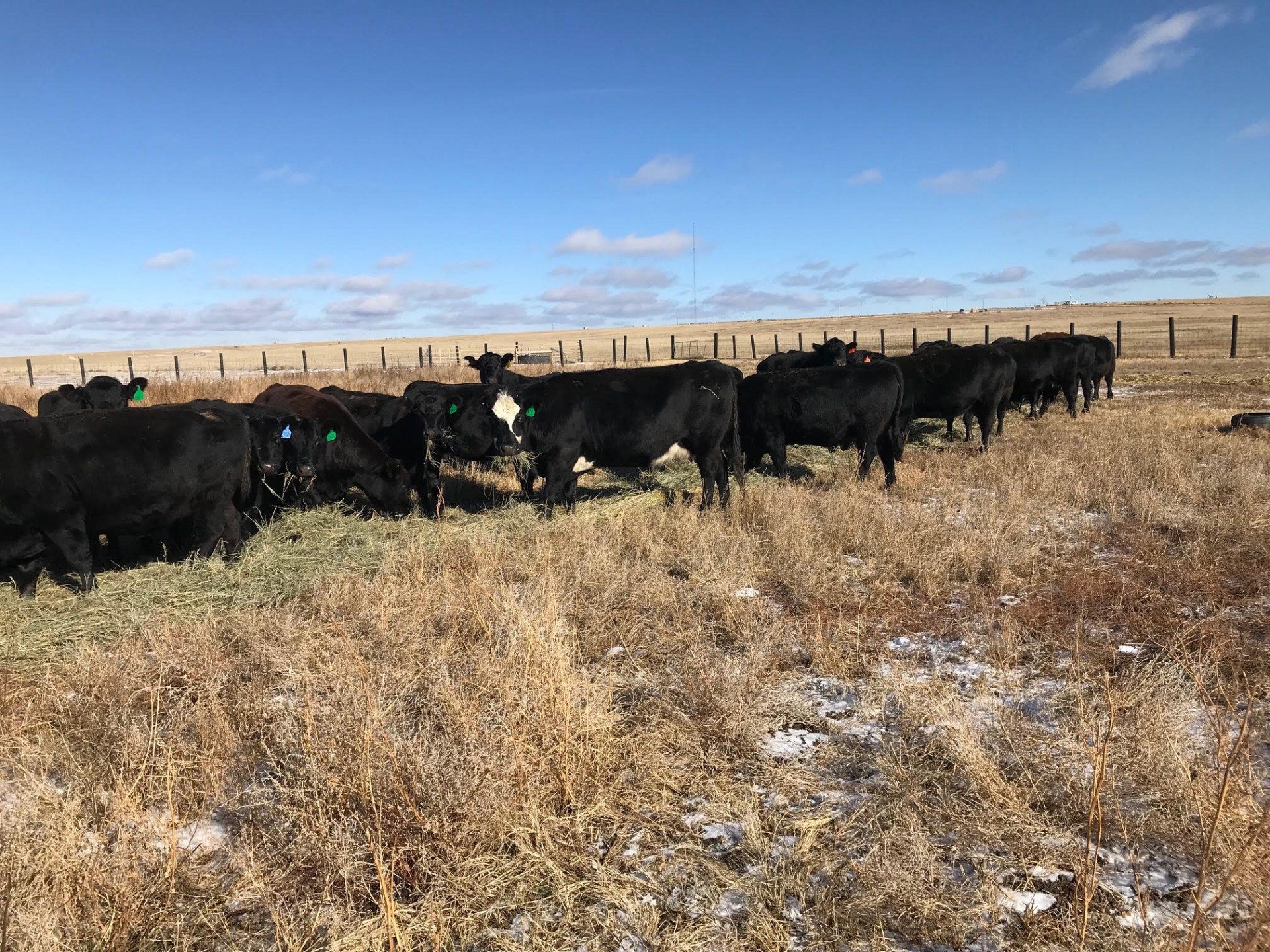 125 - Bred Cows with Winter Pasture - Nebraska