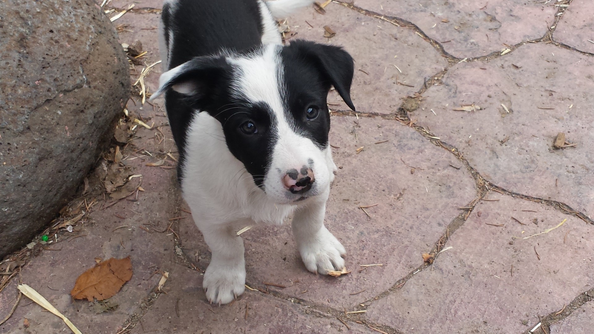 ABCA Registered Border Collies